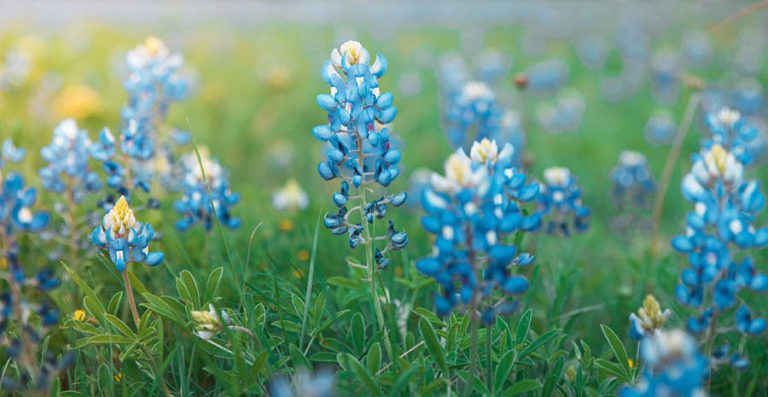Texas State Flower: The Bluebonnet & The Amazing Story Behind It ...