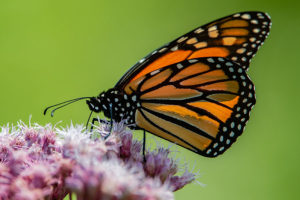 The Texas State Insect: Monarch Butterfly – Texas Proud