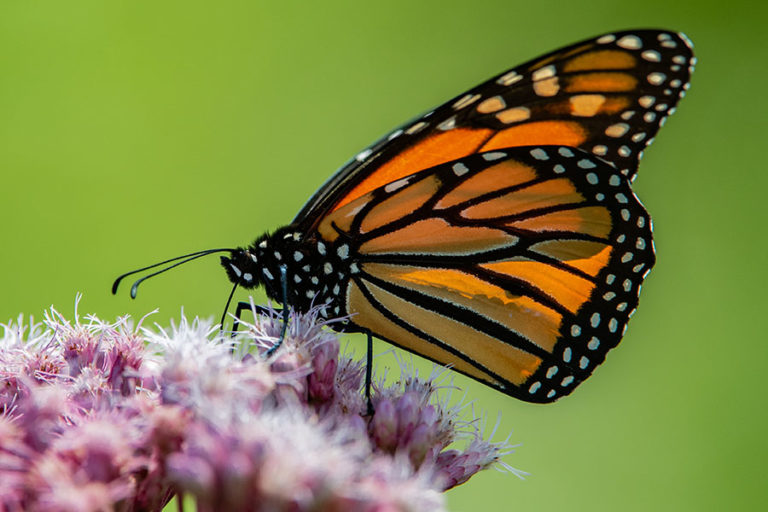 The Texas State Insect: Monarch Butterfly – Texas Proud