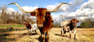 What is the official state animal of Texas? We’ve got 8 of them ...
