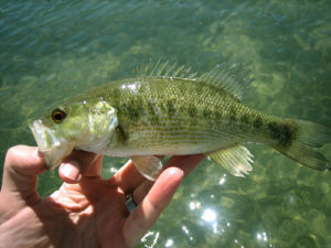 What is the official state animal of Texas? We’ve got 8 of them ...