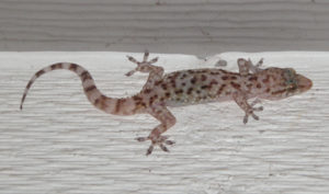 What kind of Lizards live in Texas? - Texas Proud