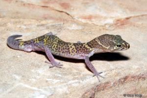 What kind of Lizards live in Texas? - Texas Proud