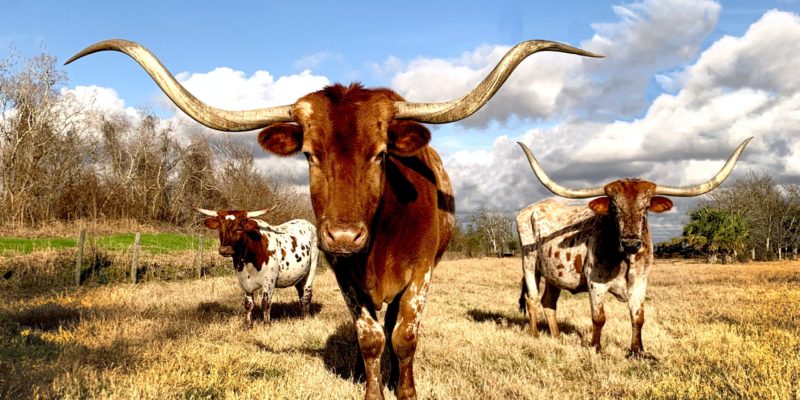 Texas Proud - Texas History, Culture, People, Events and Interesting Facts